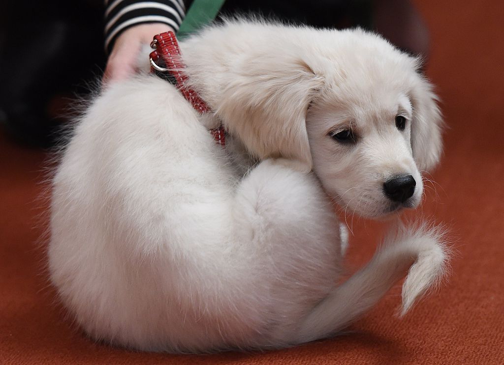 Rare green puppy born in litter of nine golden retrievers