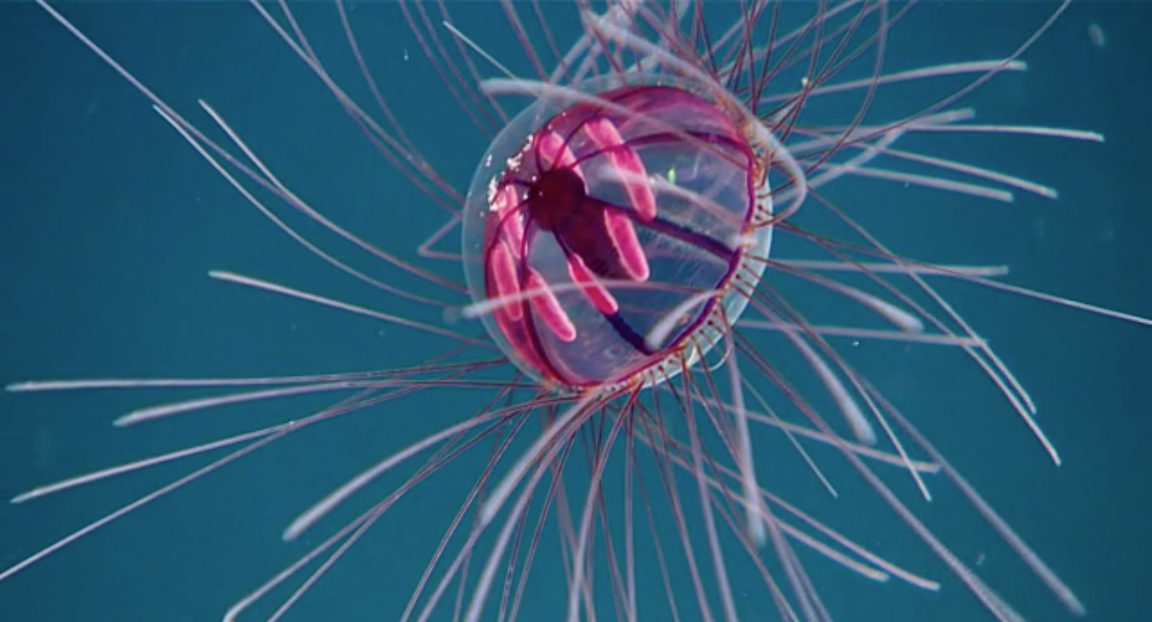 ‘Psychedelic Medusa’ Unusual Jellyfish Spotted Off Puerto Rico Coast